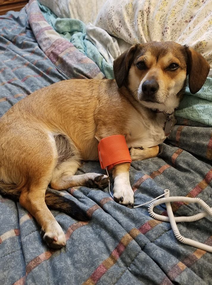 Pets Benefit From Grounding, Too - Earthing Institute