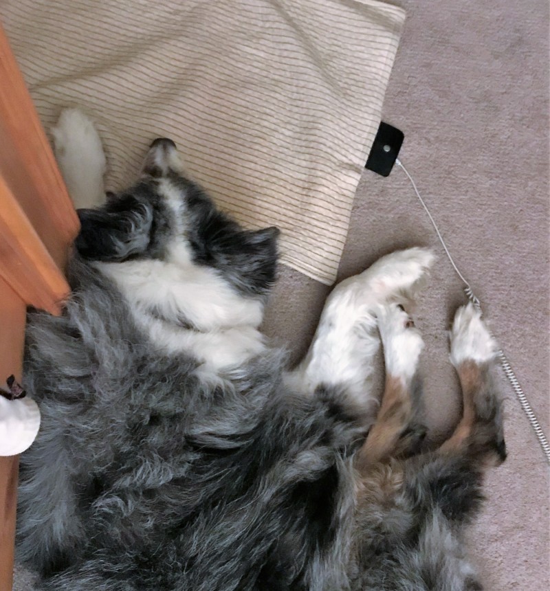 Calm Noise-Jittery Pets with Grounding - Earthing Institute