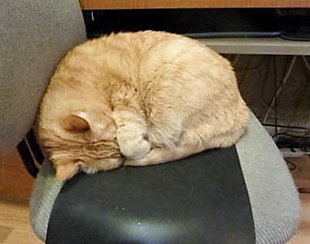 Pets Benefit From Grounding, Too - Earthing Institute