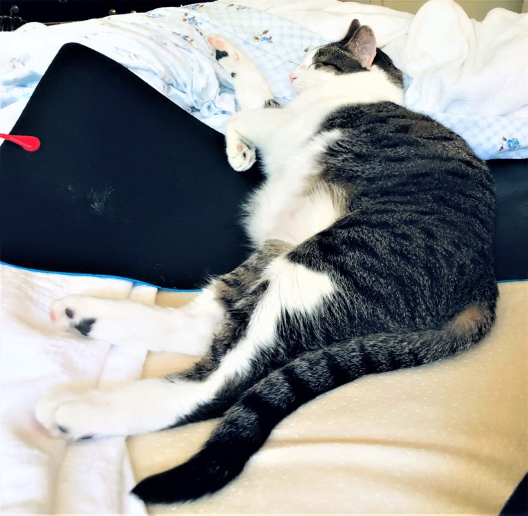 Pets Benefit From Grounding, Too - Earthing Institute