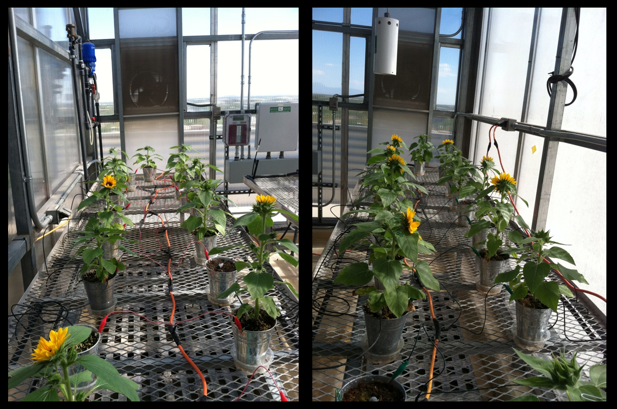 Earthing Plant Experiment for Schools - Earthing Institute